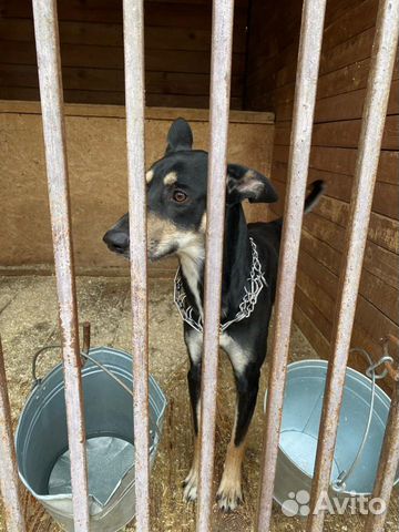 Макса сдали в приют хозяева