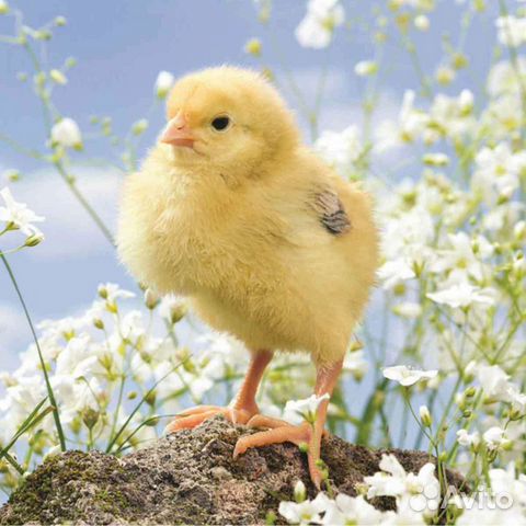 Продам цыплят несушек