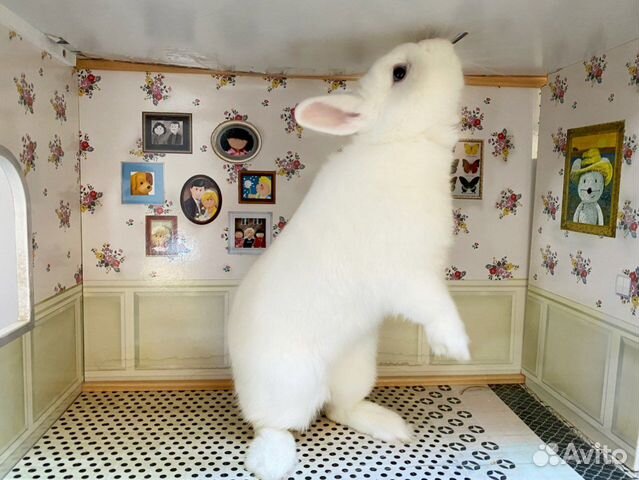 Карликовый мини кролик гермелин