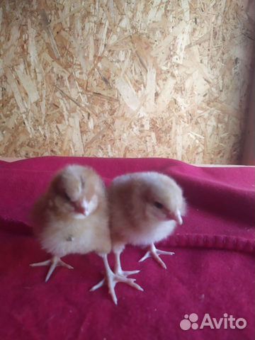 Цыпленок Фокси чик