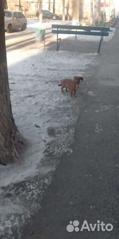 2 метиса таксы ищут дом