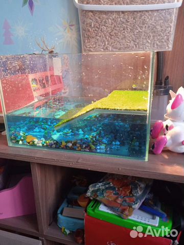 Две черепахи