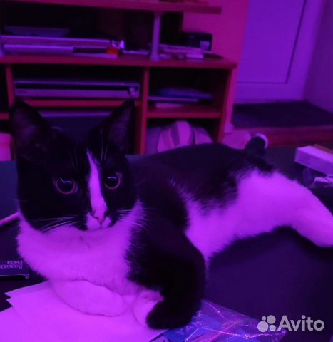 Кот на вязку