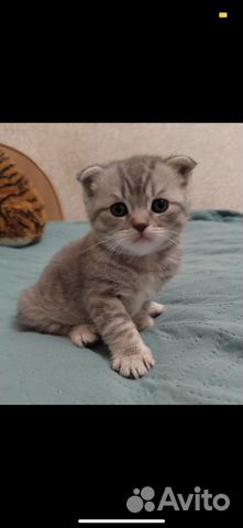 Шотладец(вислоухий)