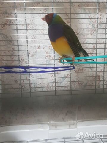 Амадины гульда