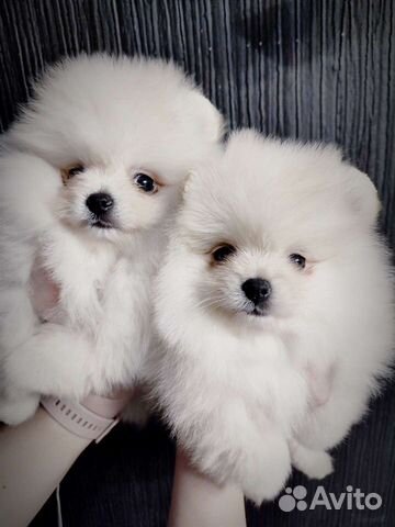 Померанский шпиц