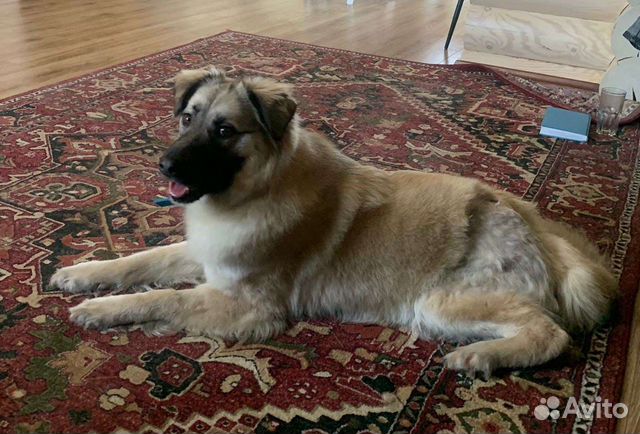 Прекрасная собака в добрые руки