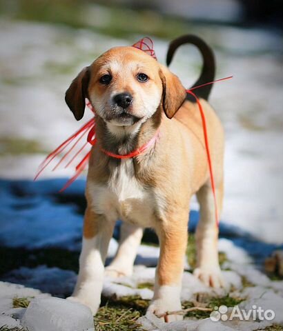 Надёжные подружки и хорошие охранницы