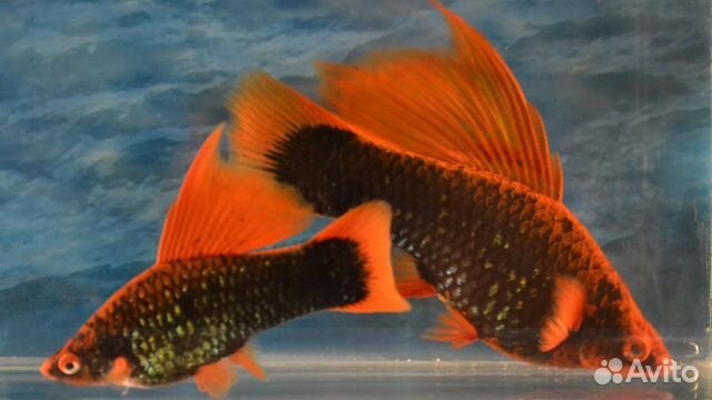 Аквариумные рыбки