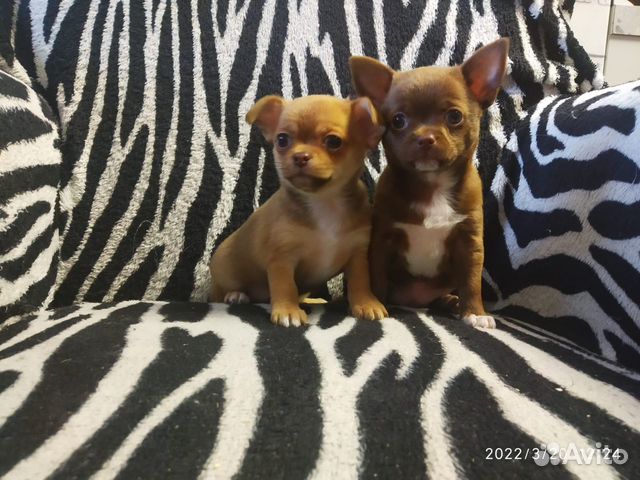 Щенки чихуахуа