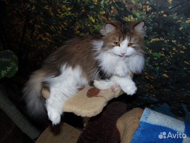 Котик в добрые руки