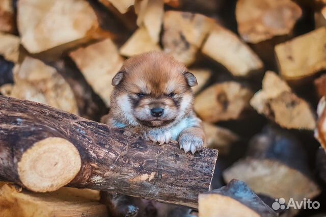 Настоящие самураи -Сиба Ину