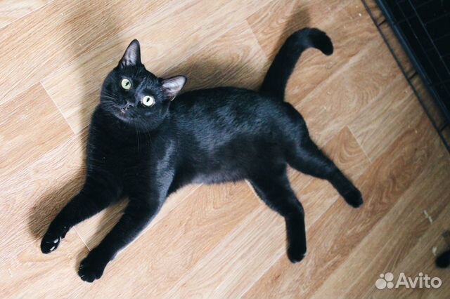 Котик-подросток Бонифаций