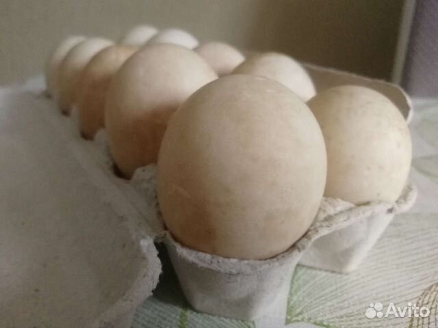 Инкубационное яйцо мускусной утки