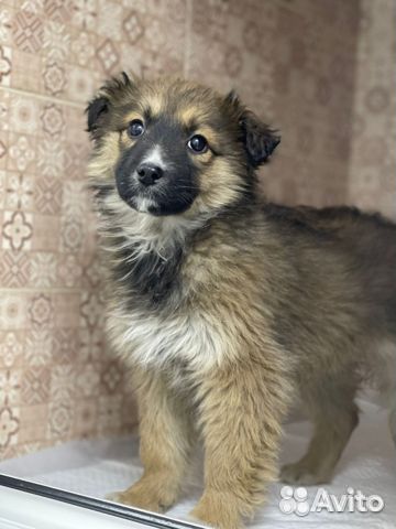 Щенок Мона в добрые руки