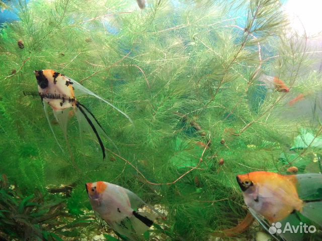 Аквариумные растения прополка