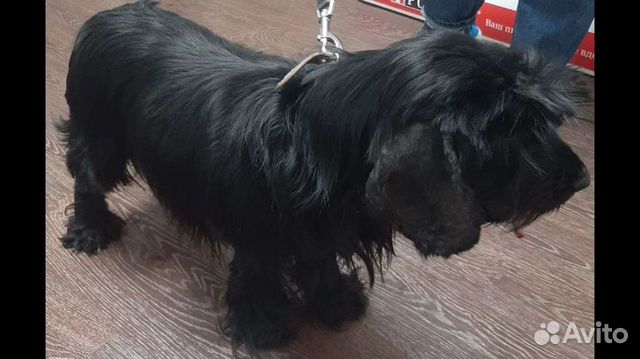 Собака(помесь спаниэля) ищет Добрую семью