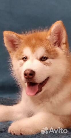 Аляскинский маламут щенки