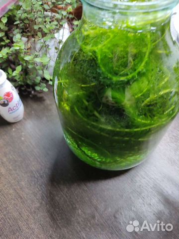 Элодея канадская