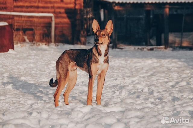 Молодой песик Вернон ищет хозяина