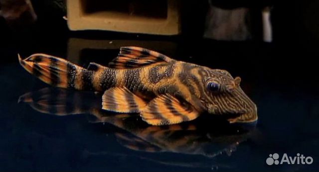 Номерные сомы l 181 и l 397, креветки