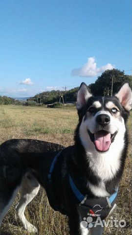 Собака в добрые руки отдам бесплатно