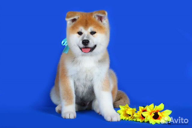 Акитосы Щенки