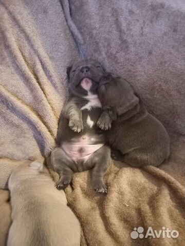 Французский бульдог mini