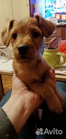 Помесь, мама вельштерьер, папа той терьер