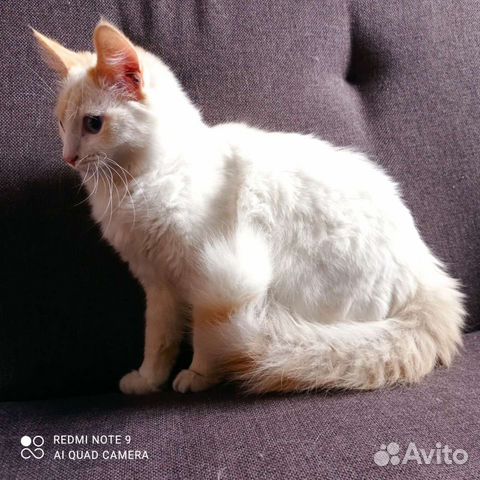 Молодой котик 4 месяца ред поинт