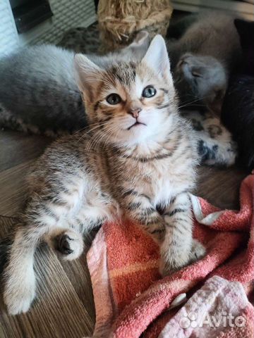 Золотой котенок. Редкий окрас