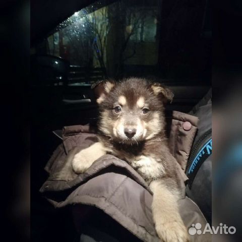 Щенок в поисках дома