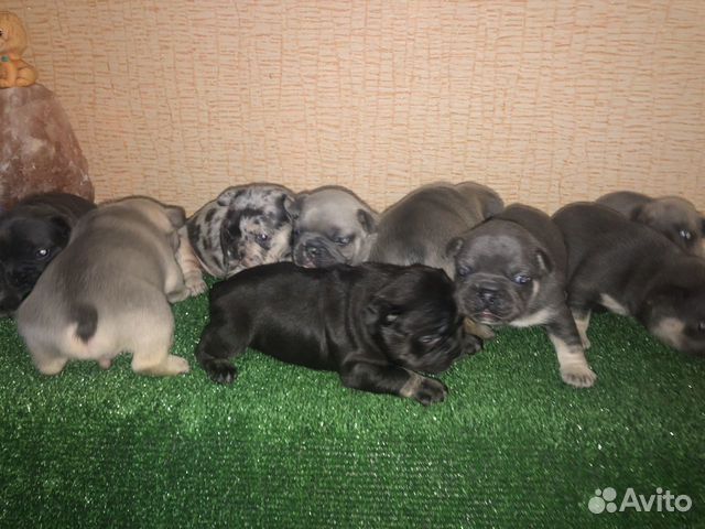 Щенки французского бульдога с документами