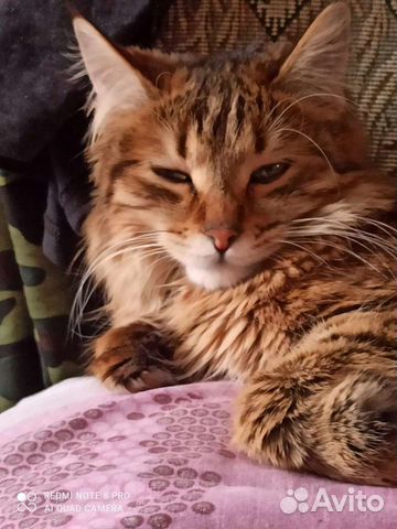 Кошка курильский бобтейл