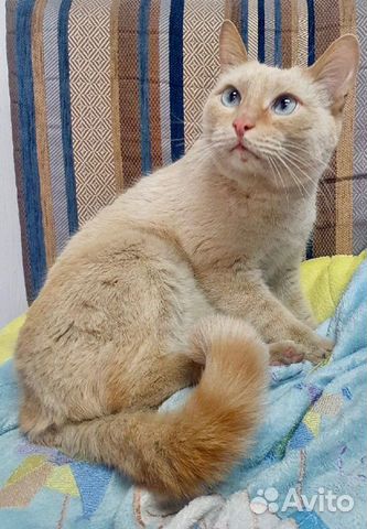Шикарный ласковый кот
