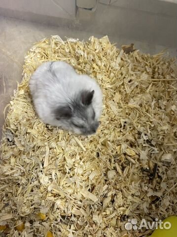 Джунгарский хомяк отдам бесплатно с клеткой