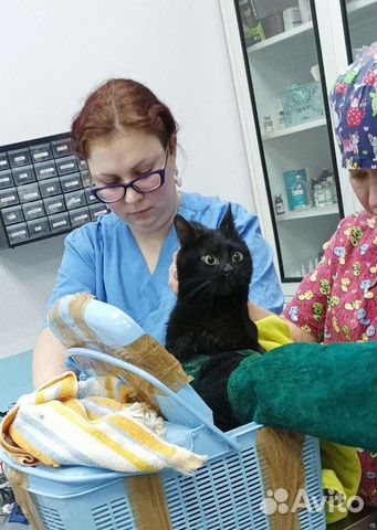 Кот Черныш, пришёл к людям, и дал людям шанс