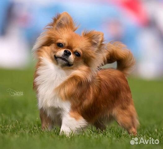 Фантик, приглашает невест