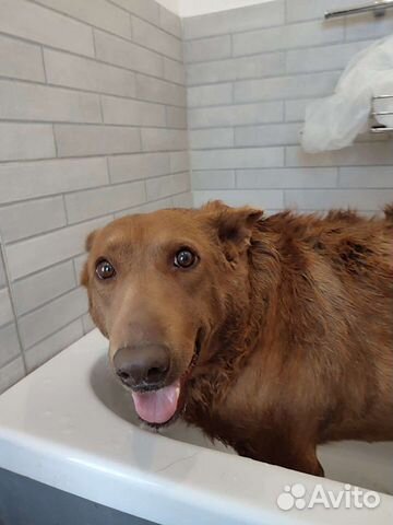 Мишка Боцман