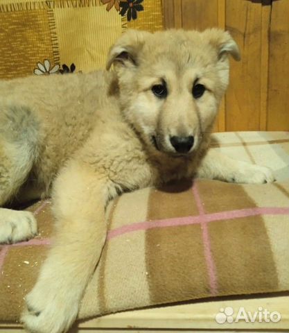 Щеночек Жасмина