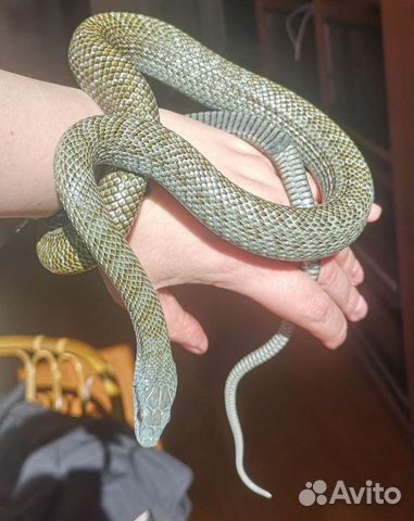 Кунаширский полоз