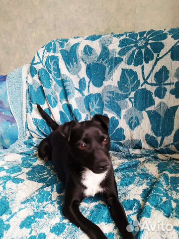 Маленькая собачка в добрые руки