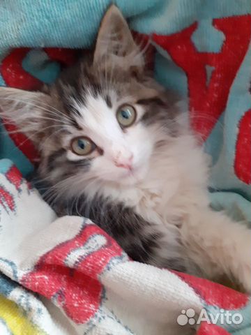 Котёнок люсик, 1 мес., дымчато-серый, метис