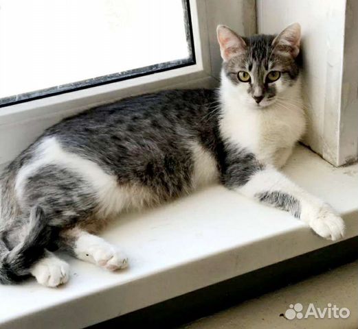 Кошка Зефирка спасена в морозы из леса