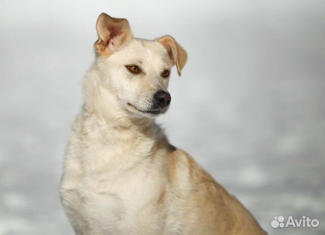 Гретта ищет дом