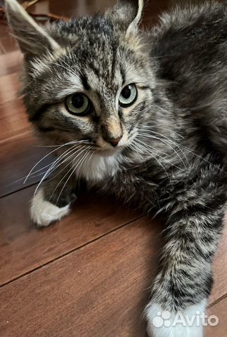 Котёнок подросток