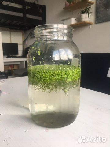 Ряска и роголистник