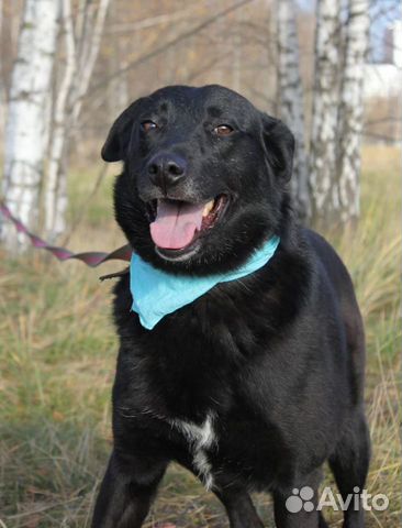 Спасите молодую собачку Герду из приюта