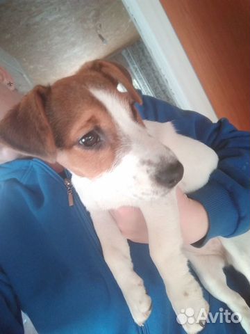 Щенок Джек Рассел терьер