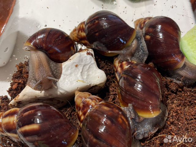 Улитки ахатины бесплатно